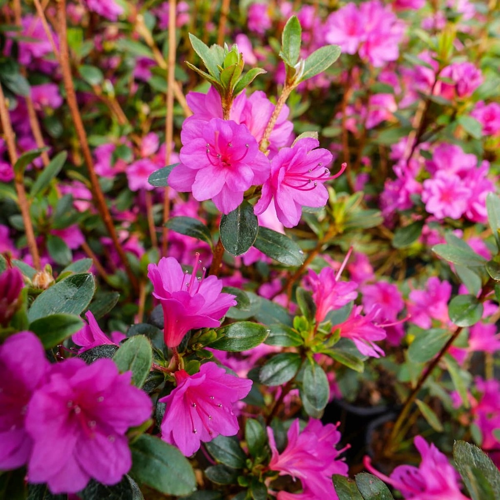 AZALIA JAPOŃSKA AMOENUM FIOLETOWA SADZONKI - 13713437484 - oficjalne ...