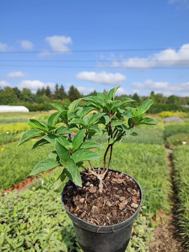 Hortensja Hydrangea paniculata Silver Dollar (C3) - 13492213643 ...