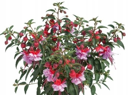 Fuksja Shadow Dancer MILA sadzonka - 15584636979 - oficjalne archiwum ...