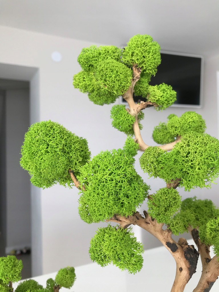 mech chrobotek drzewko bonsai dekoracja prezent - 8554161918 ... mech chrobotek drzewko bonsai dekoracja prezent - 8554161918 ...