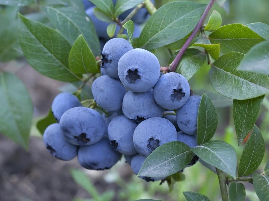 Borówka amerykańska zestaw 10 szt różne odmiany - 14427865802 ...