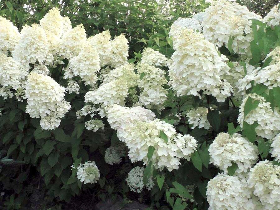 Hortensja bukietowa Silver Dollar C3 - 13810179468 - oficjalne archiwum ...