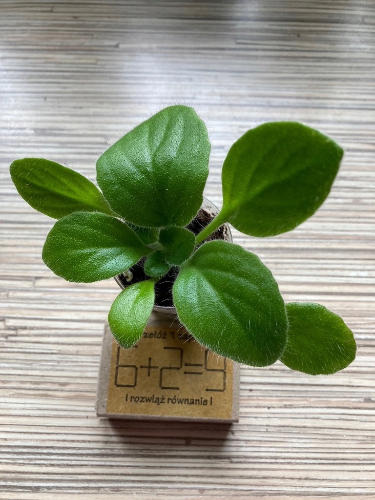 Primulina/Chirita villosissima - sadzonka - 12495823411 - oficjalne ...