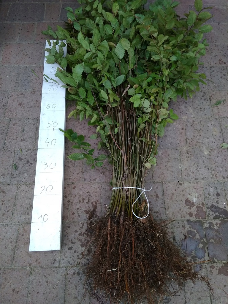 Grab pospolity na żywopłot sadz. 70-90cm 100 sztuk - 13577776896 ...