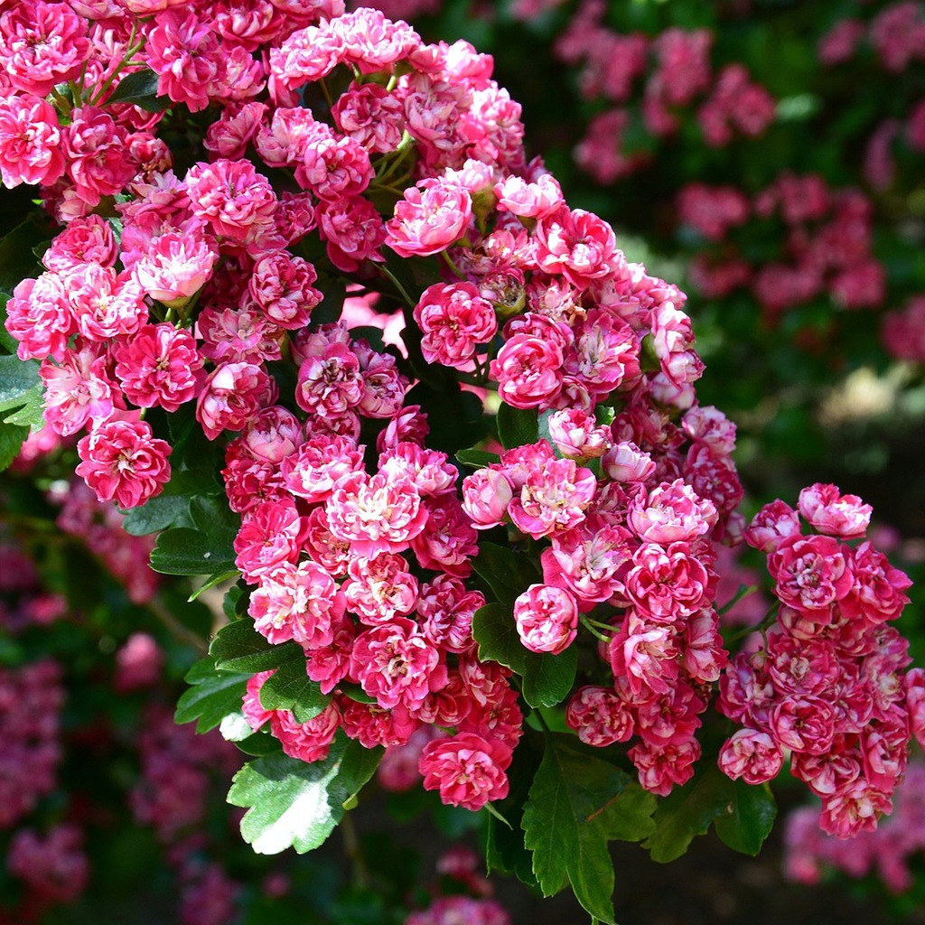 Głóg PAUL'S SCARLET piękny bajkowy BURZA KWIATÓW niezwykły BARDZO ...