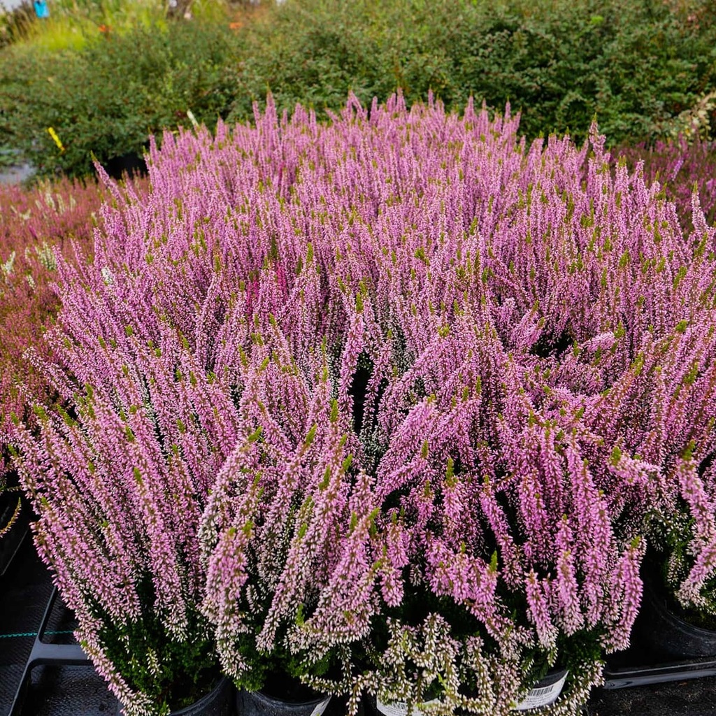 Wrzos pospolity Michelle sadzonka wrzosy ozdobne - 12552012965 ...