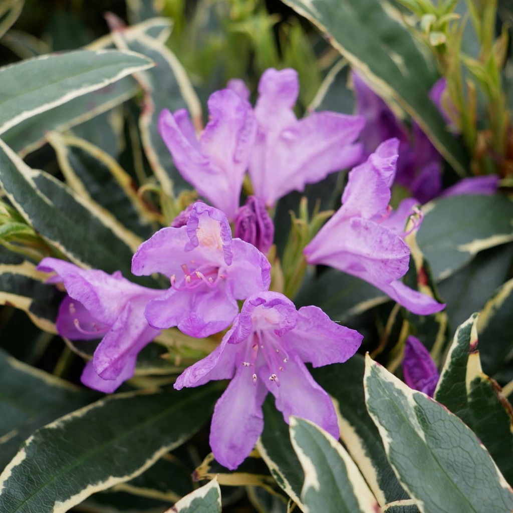 Różanecznik pontyjski 'Variegatum' - 12391861369 - oficjalne archiwum ...