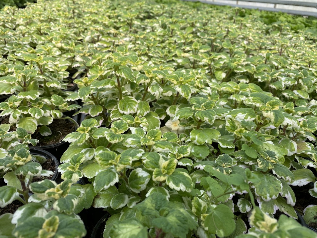 10x Plektrantus Komarzyca sadzonk odstrasza komary - 12218455351 ...