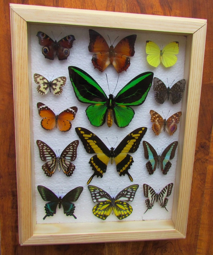 Gablotka motyle morpho attacus papilio na ścianę - 12431088231 ...