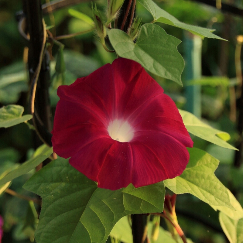 Wilec Scarlet ohara sadzonka pnącze szybko rosnące - 12252494725 ...