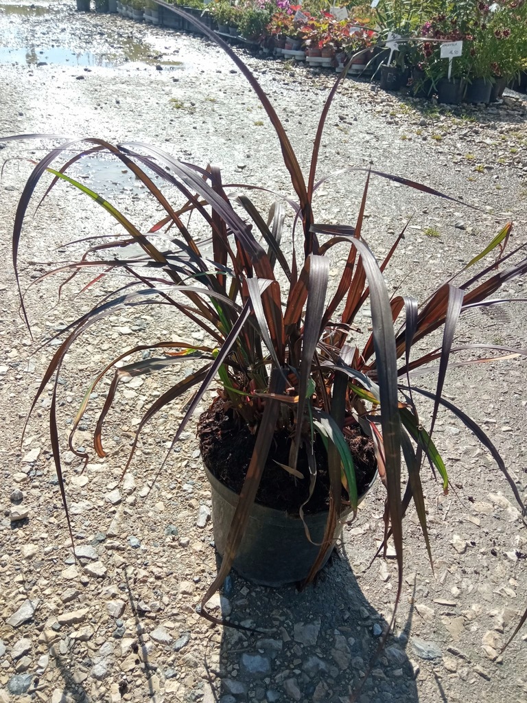 Rozplenica trawa słoniowa "Vertigo" - 12454636454 - oficjalne archiwum ...