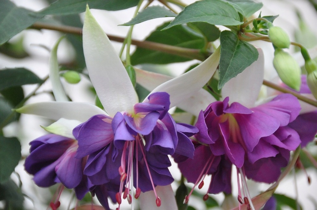 Fuksja zwisająca XL Marbeller Double White Purple - 8956678602 ...