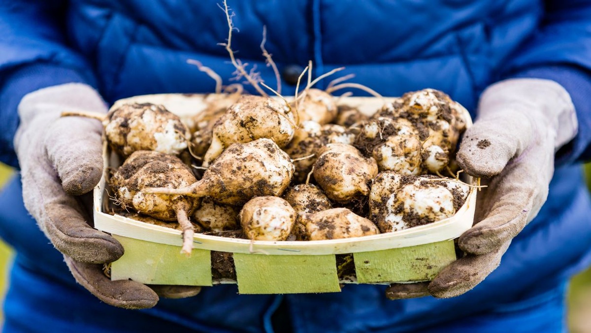 Nie tylko kawa z topinamburu. Poznaj 7 produktów ze słonecznika ...