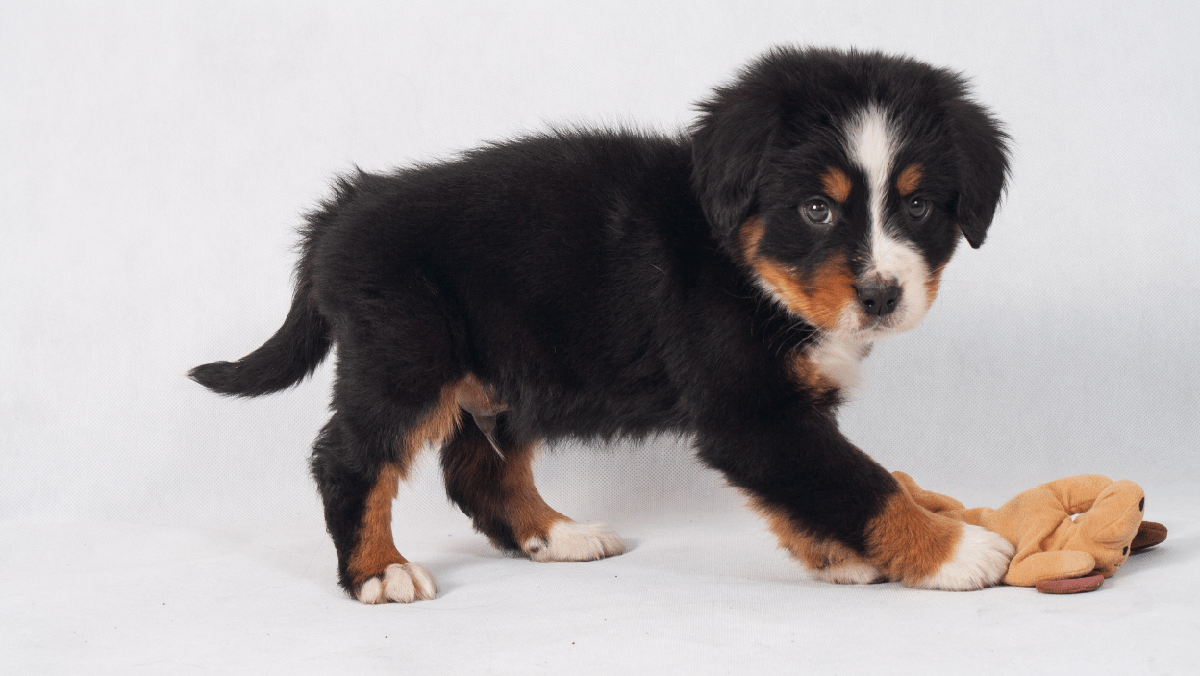 Berneński pies pasterski - rasa, charakter. Jak dbać o berneńskiego psa ...