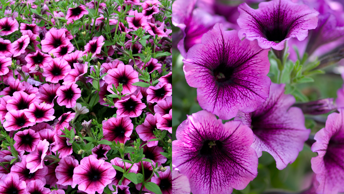 Surfinia – do ogrodu, doniczki i skrzynki balkonowej. Zobacz, jak ...