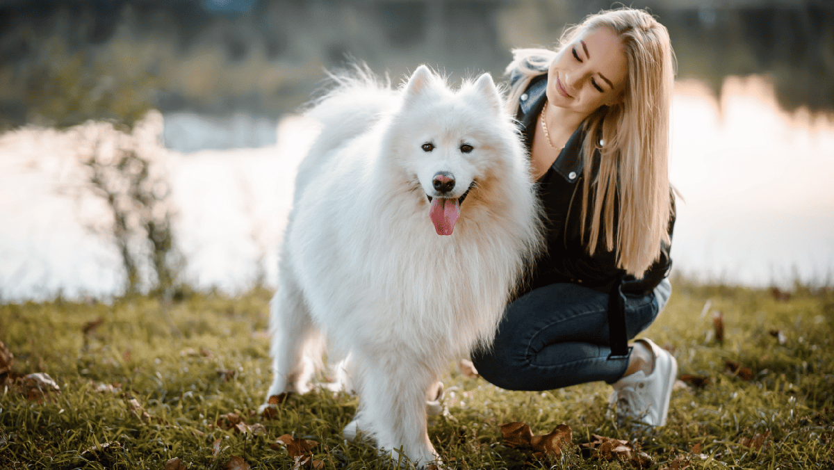 Samojed - śnieżnobiały, północny pies zaprzęgowy. Czy nadaje się do ...