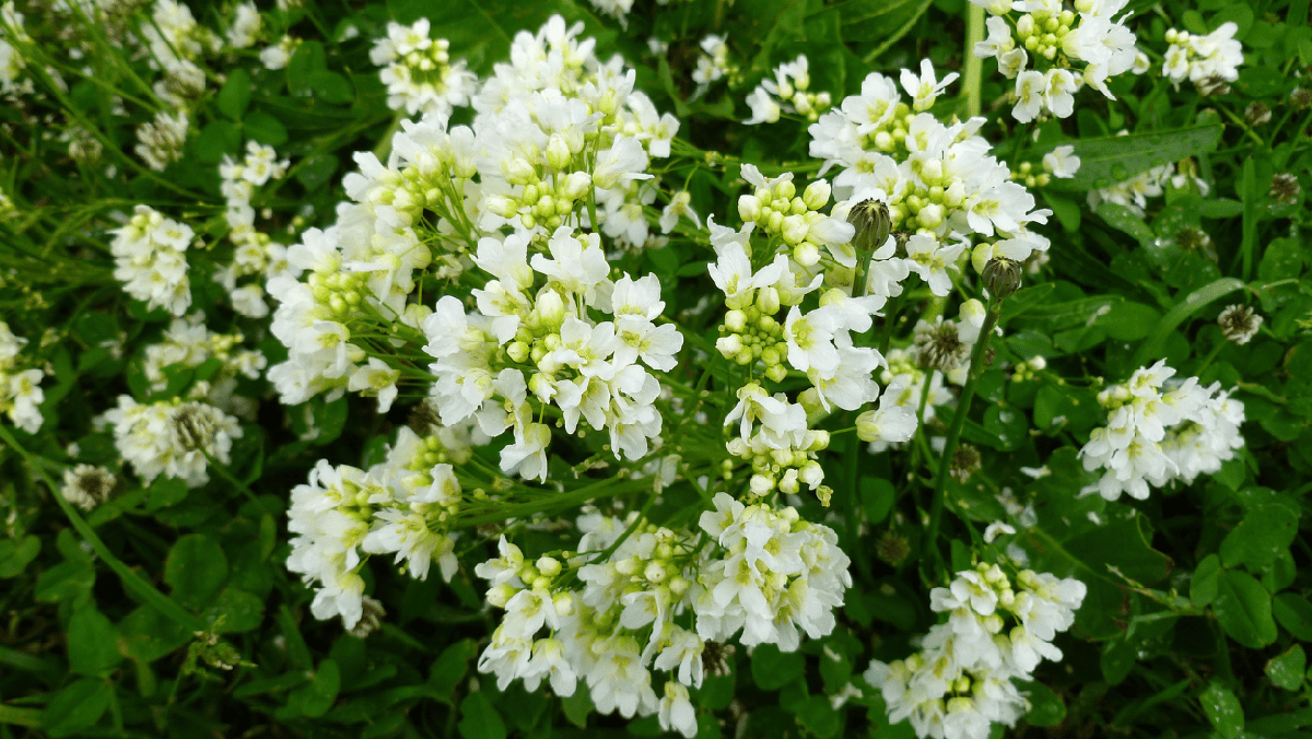 Chrzan pospolity – jak go sadzić i uprawiać w ogrodzie - Allegro.pl