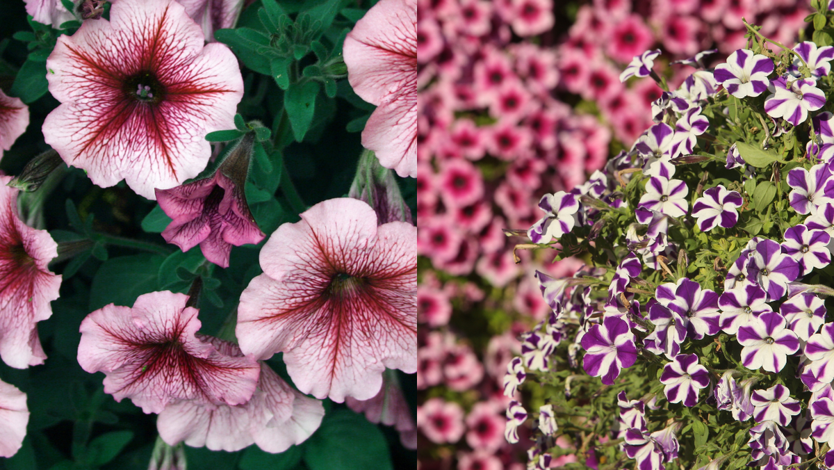 Surfinia – do ogrodu, doniczki i skrzynki balkonowej. Zobacz, jak ...