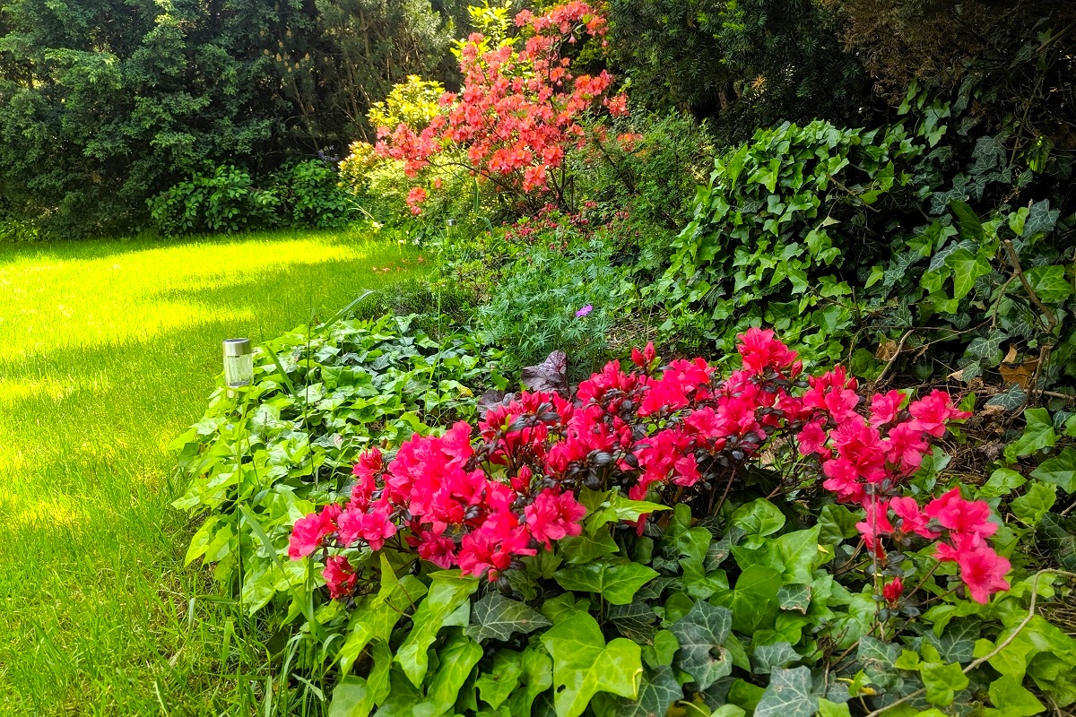 Azalia japońska – uprawa w ogrodzie czy donicy. Jak zabezpieczyć azalię ...