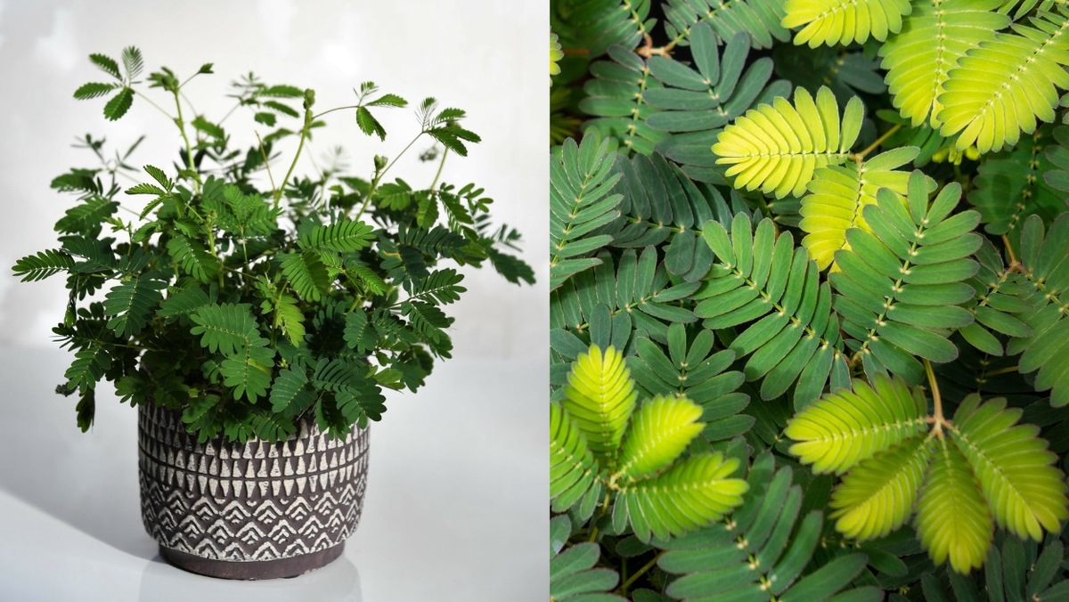 Mimoza wstydliwa: Odkryj tajemnice uprawy i poznaj jak wygląda ta ...