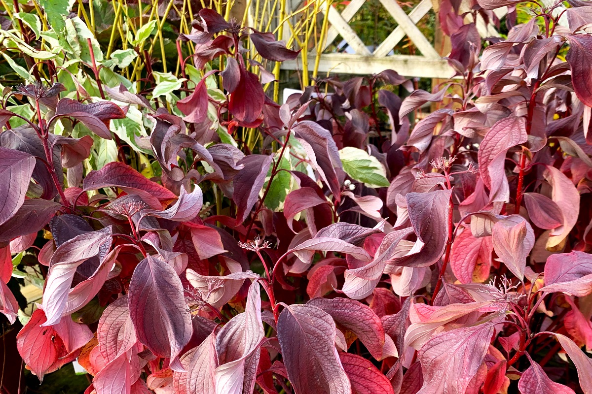 Dereń – sadzenie, przycinanie, wymagania. Czy dereń jest jadalny ...