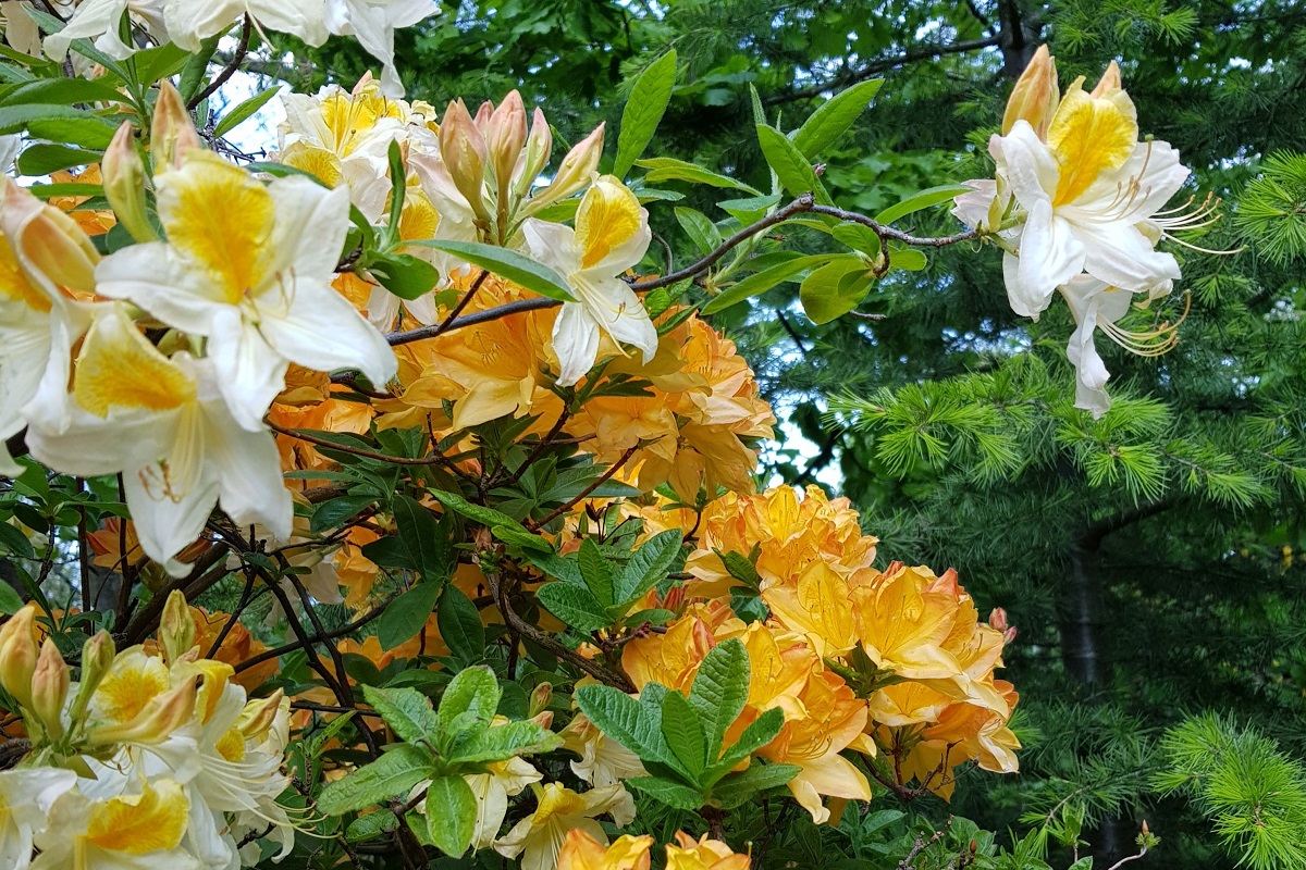 Azalia – piękny krzew ogrodowy - Allegro.pl