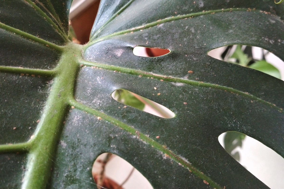 Monstera: wnętrzarski hit w doniczce - Allegro.pl