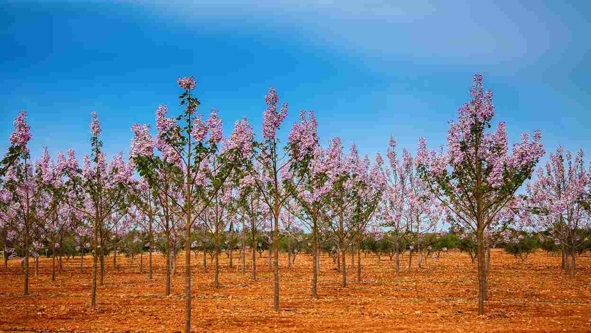 Oxytree – wszystko co musisz wiedzieć o drzewach tlenowych - Allegro.pl