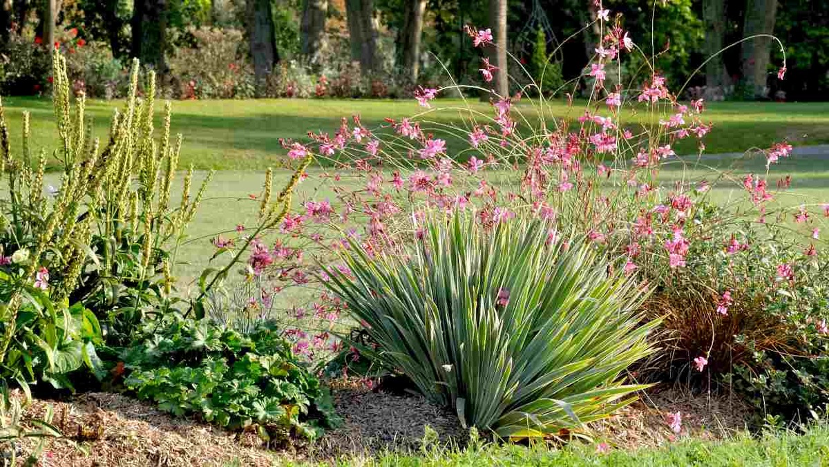 Gaura – jemná a vrtošivá. Na balkon i zahradu. Pěstování gaury a péče o ...