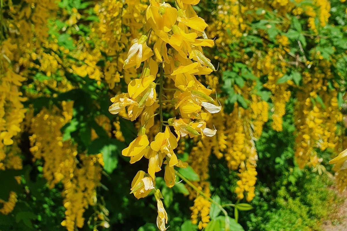 Krzew kapiący złotem – czyli wszystko, co musisz wiedzieć o złotokapie ...