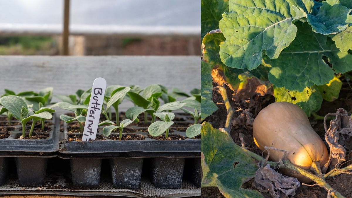 Ogrodnik o kultowym warzywie. To najlepszy czas kiedy sadzić dynię ...