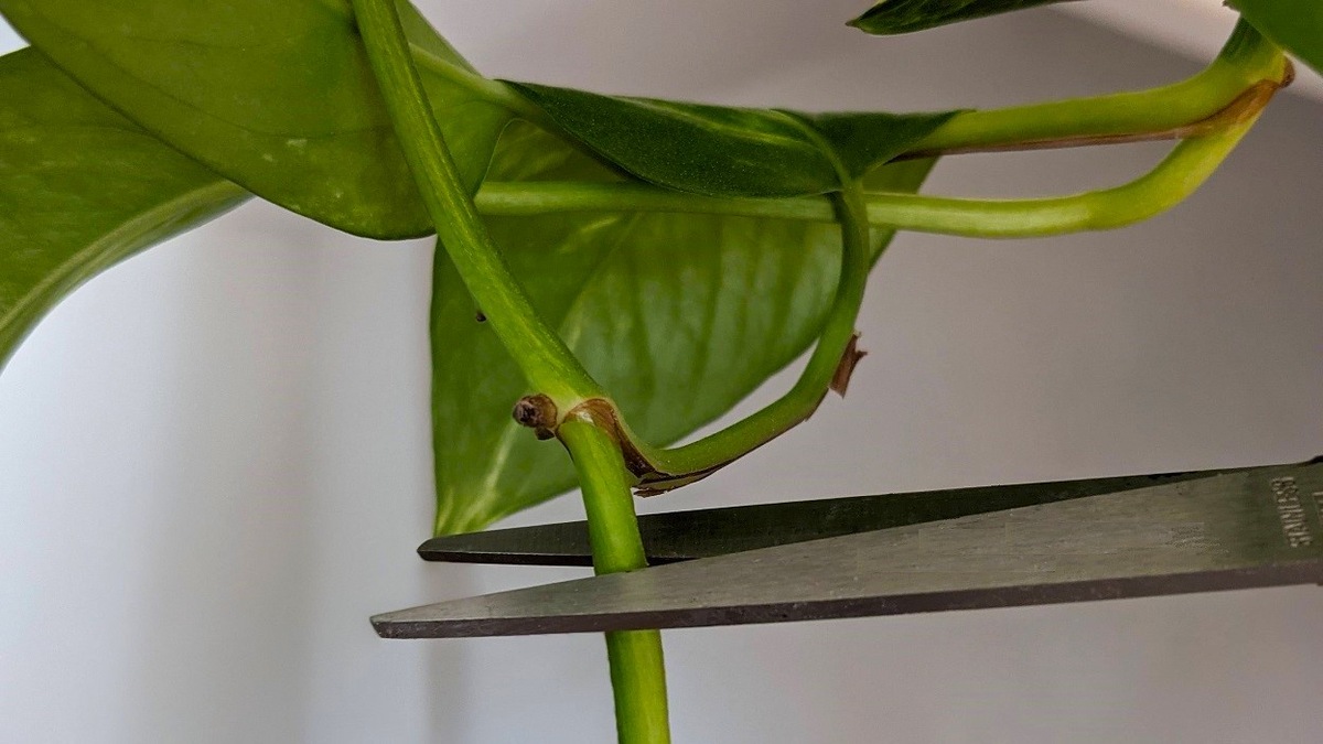 Epipremnum złociste – pnącze ze zjawiskowymi przebarwieniami. Jak ...