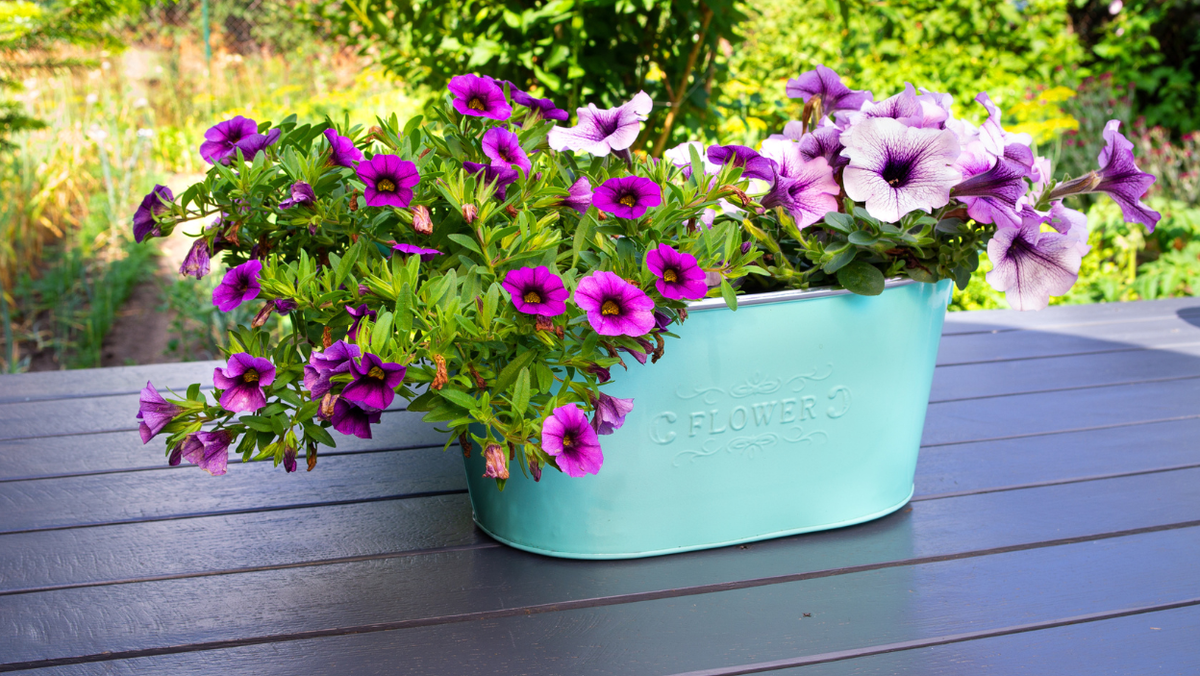 Surfinia – do ogrodu, doniczki i skrzynki balkonowej. Zobacz, jak ...