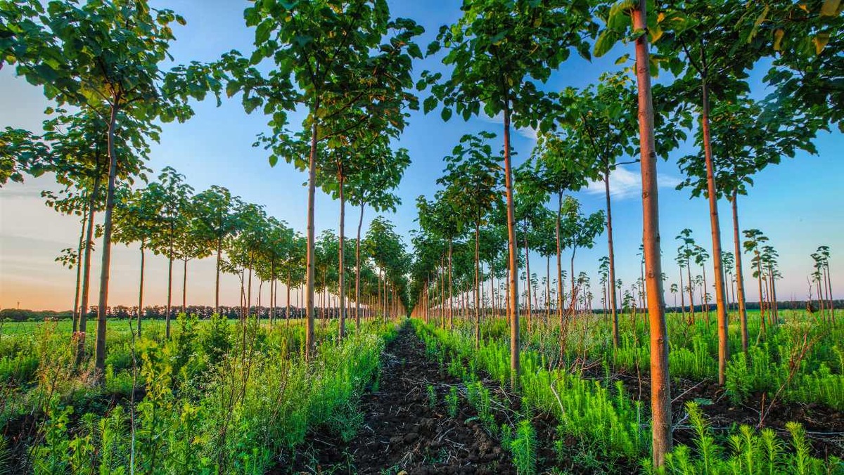 Oxytree – wszystko co musisz wiedzieć o drzewach tlenowych - Allegro.pl