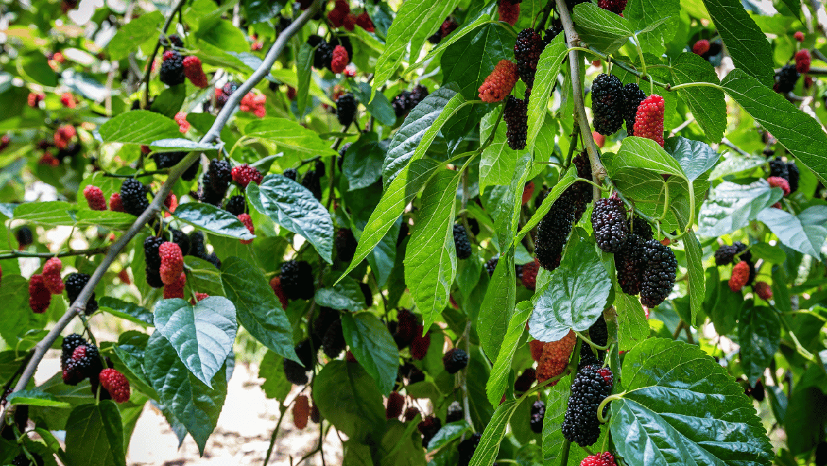 Morwa czarna – właściwości i zastosowanie. Jak uprawiać morwę czarną we ...