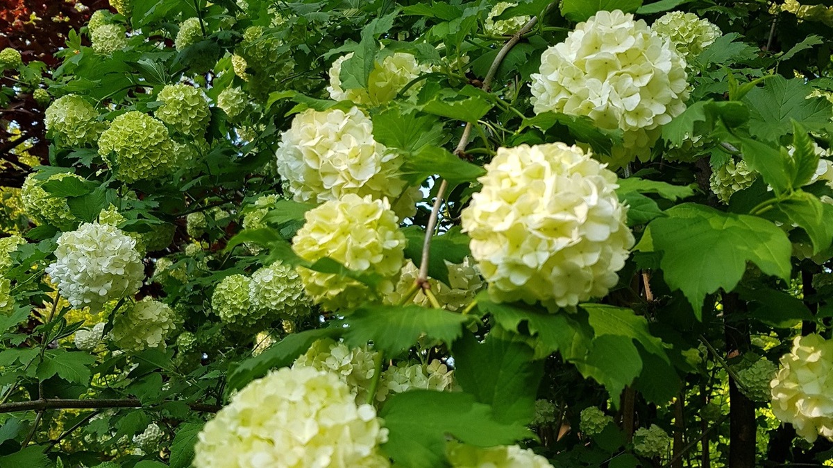 Najpiękniejsze odmiany kaliny do Twojego ogrodu. Wyglądają jak klejnoty ...