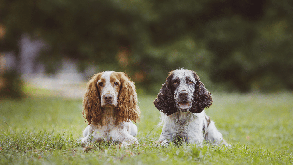 Cocker spaniel – charakter, odmiany, choroby - Allegro.pl