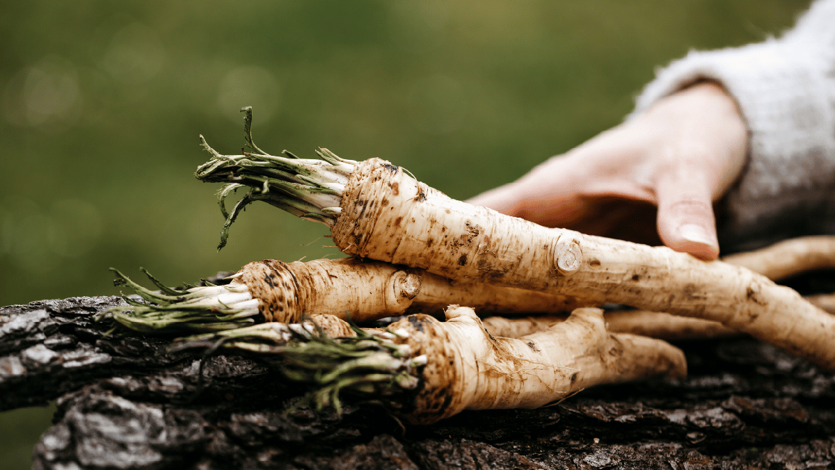 Chrzan pospolity – jak go sadzić i uprawiać w ogrodzie - Allegro.pl