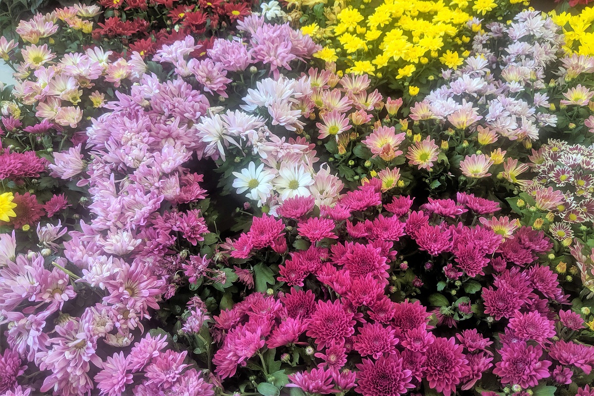 Ogrodnik radzi: Jakie nowe odmiany chryzantem warto posadzić w ogrodzie - Allegro.pl