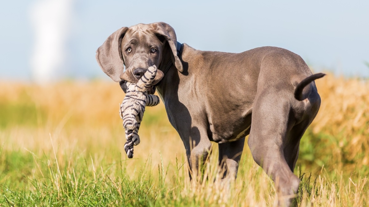 Dog niemiecki – wszystko o rasie. Czym karmić doga niemieckiego, jak go ...