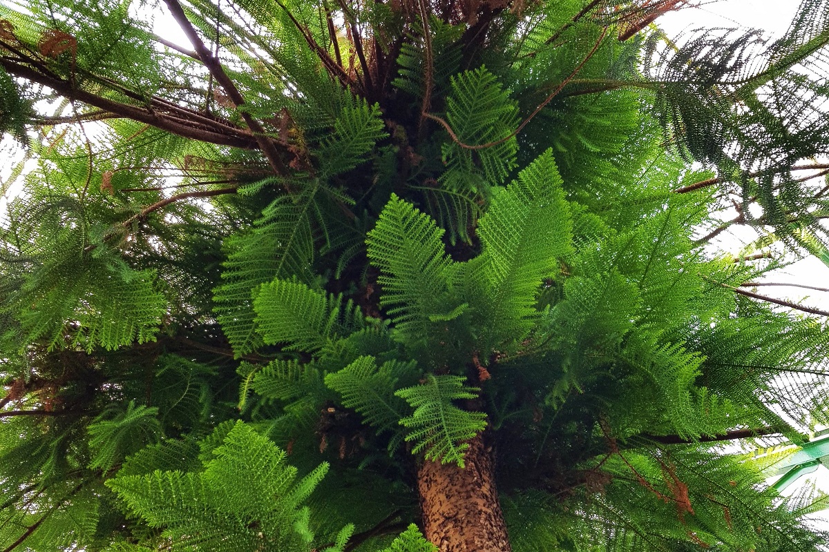 10 najpopularniejszych drzewek pokojowych - Allegro.pl