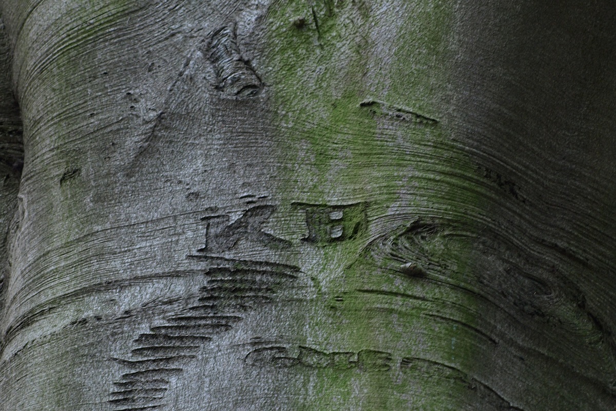 Kiedy opadną liście – drzewa i krzewy o ozdobnej korze - Allegro.pl