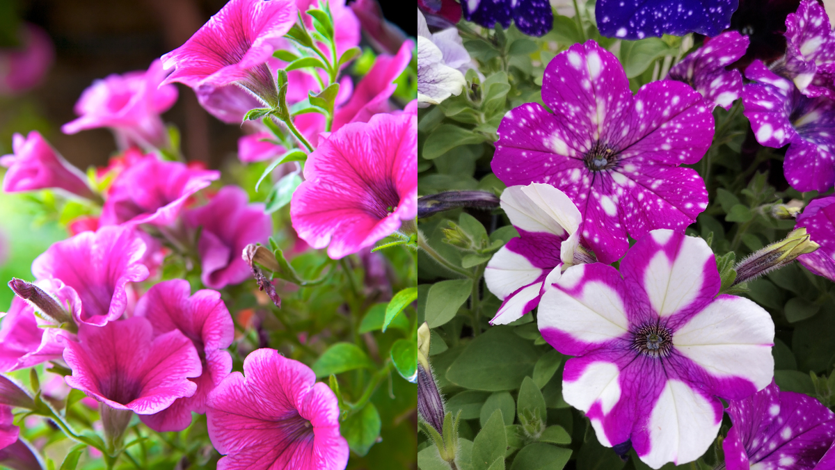 Surfinia – do ogrodu, doniczki i skrzynki balkonowej. Zobacz, jak ...