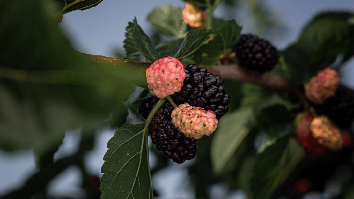 Morwa czarna – właściwości i zastosowanie. Jak uprawiać morwę czarną we ...