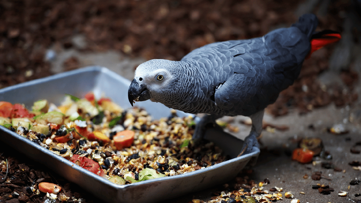 Papuga Żako - jak dbać o gadającą papugę i nauczyć ją mówić? - Allegro.pl