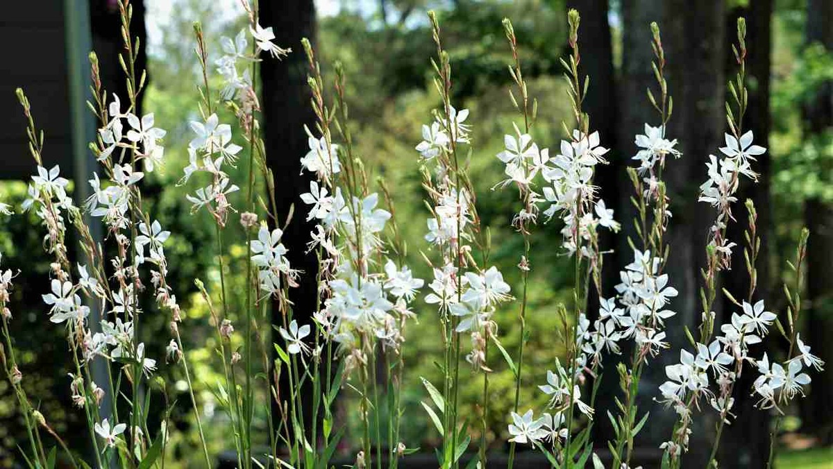 Gaura - delikatna i kapryśna. Na balkon i rabatę. Uprawa i pielęgnacja ...