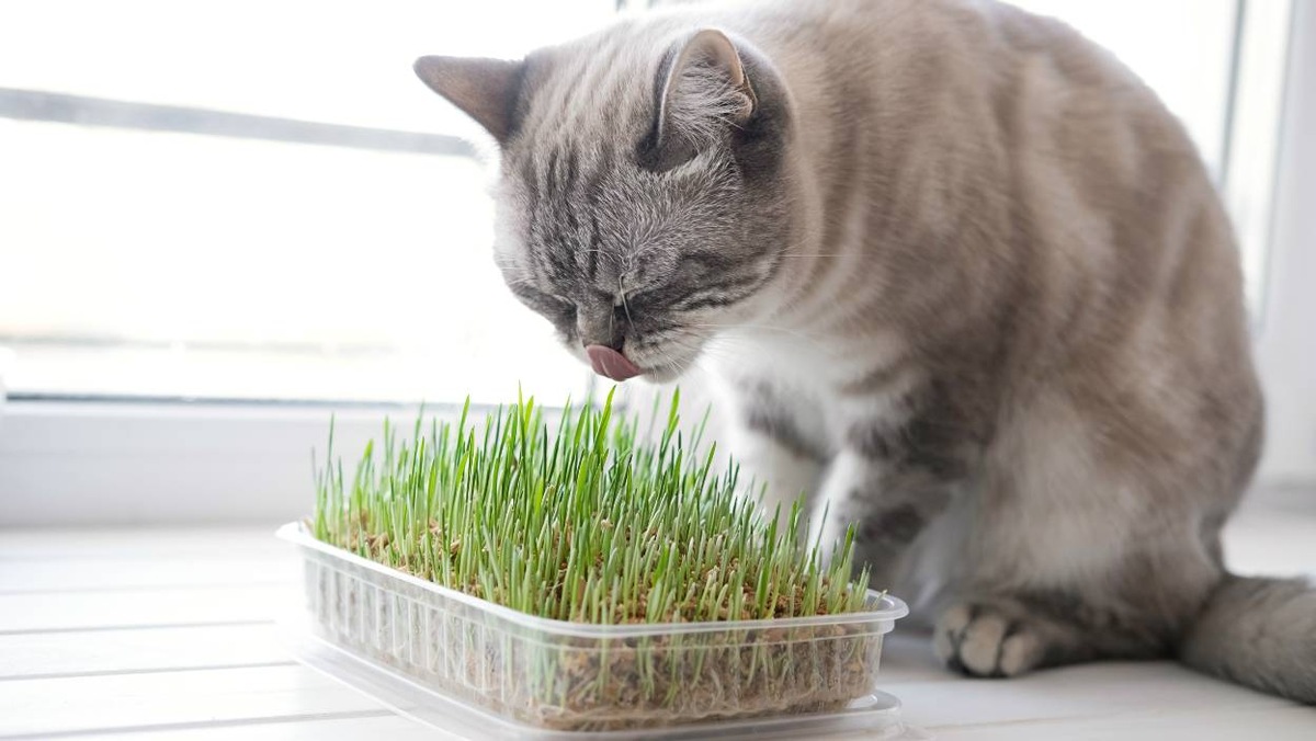 Trawa i zioła dla kota – do sadzenia w doniczce lub w przydomowym ...