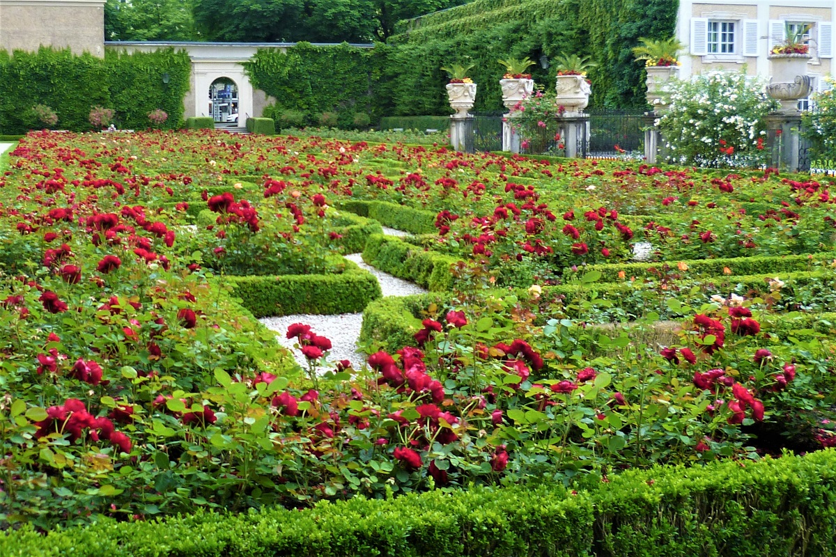 Róże w ogrodzie – jak urządzić rosarium? - Allegro.pl