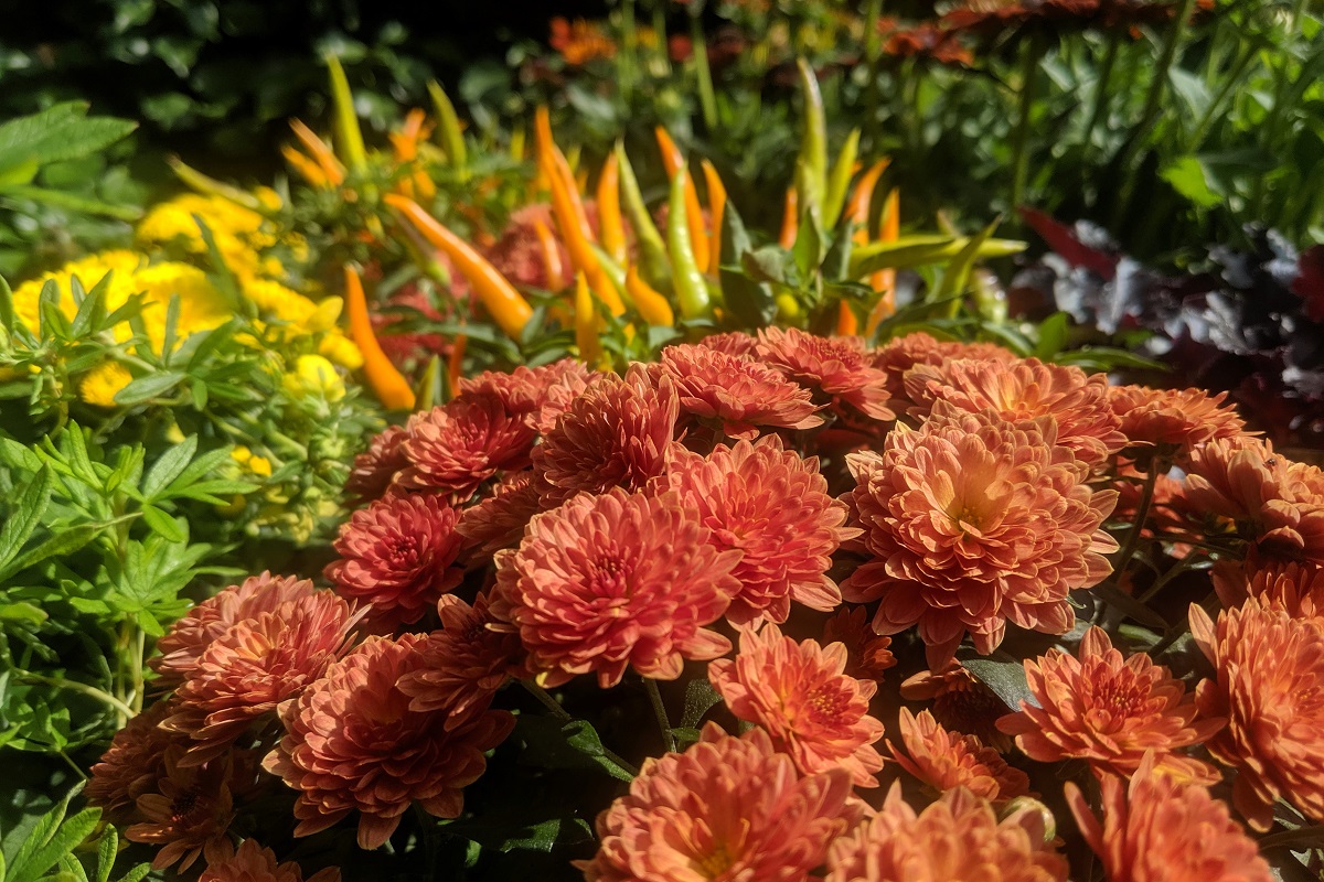 Ogrodnik radzi: Jakie nowe odmiany chryzantem warto posadzić w ogrodzie - Allegro.pl