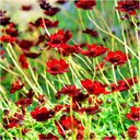 KOSMOS CZEKOLADOWY Nachyłek COSMOS ATROSANGUINEUS sadzonki kłącza 1szt ...